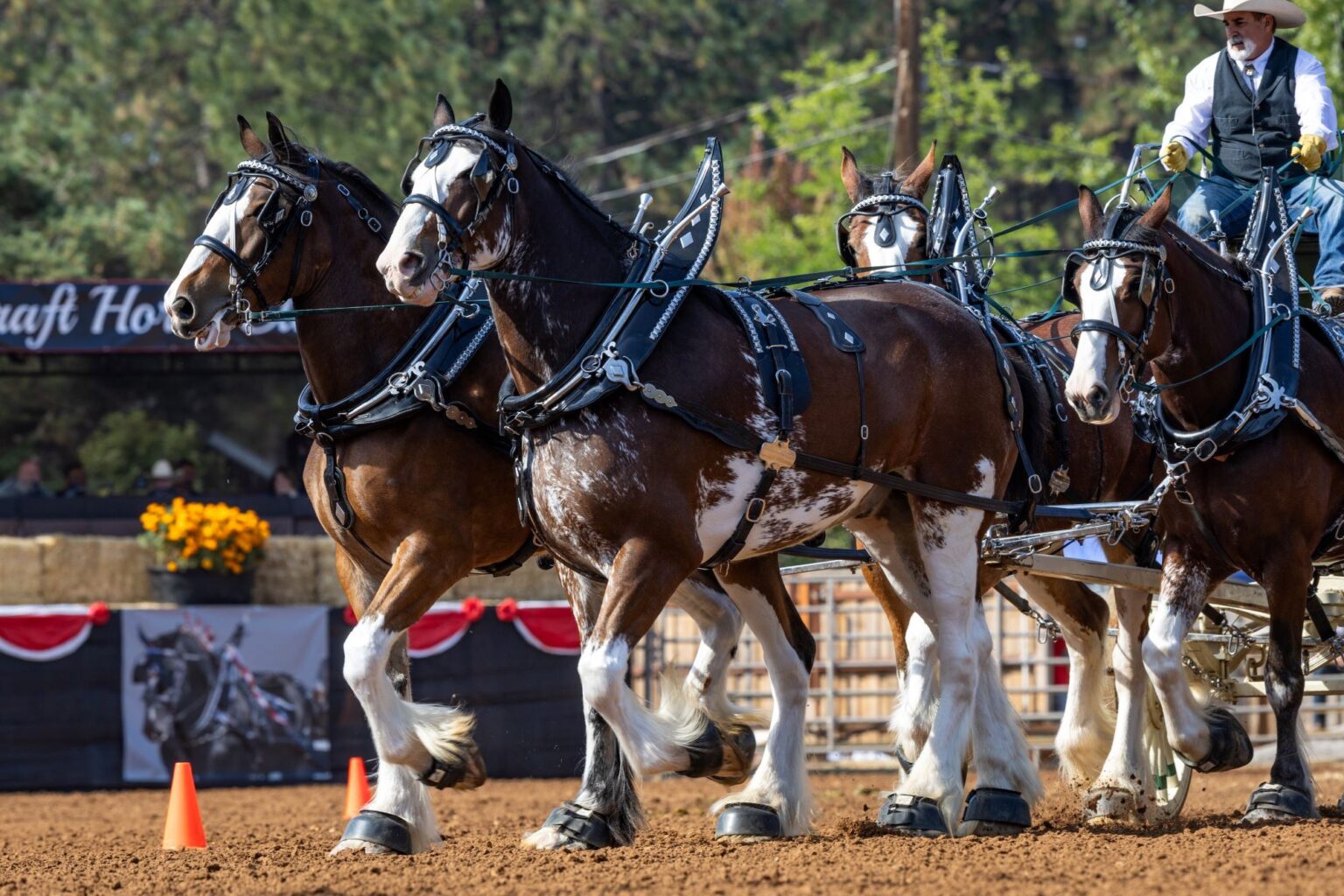 Draft Horse Classic - Western States Horse Expo